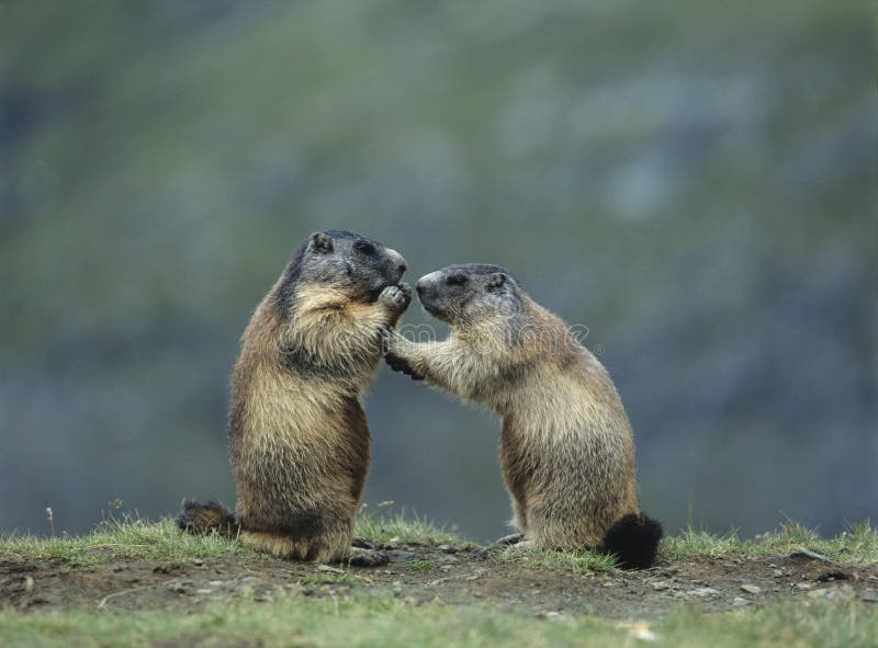 Two Marmots stock photo. Image of length, europe, outside - 30845524