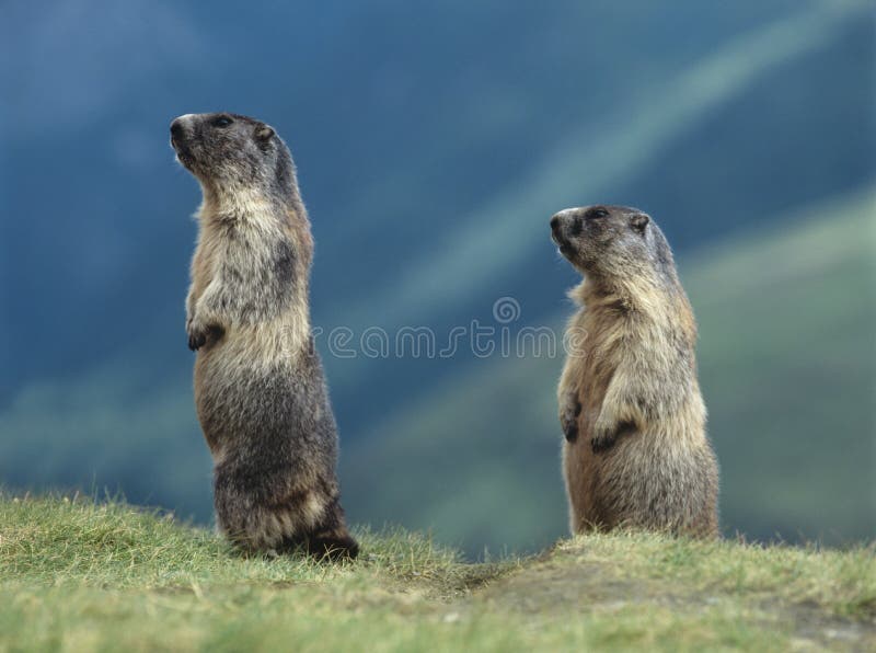 Alpine Marmot (Marmota Marmota) Stock Image - Image of claws, nature ...