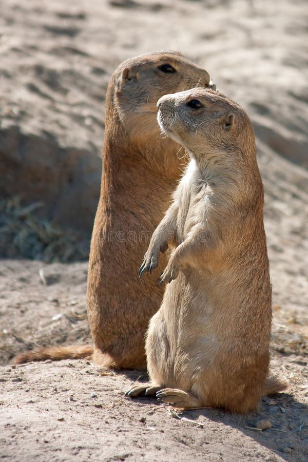 Two marmots stock photo. Image of claw, brown, rodent - 38427280