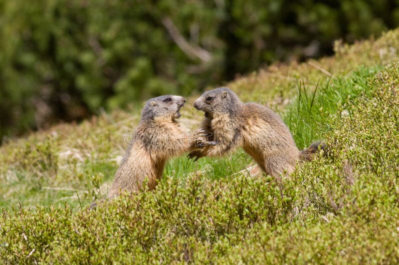 Two Marmots Fighting for Territory Stock Photo - Image of beauty ...