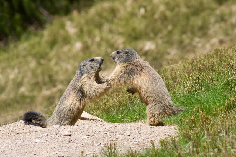 Two Marmots Fighting for Territory Stock Image - Image of biting, cute ...