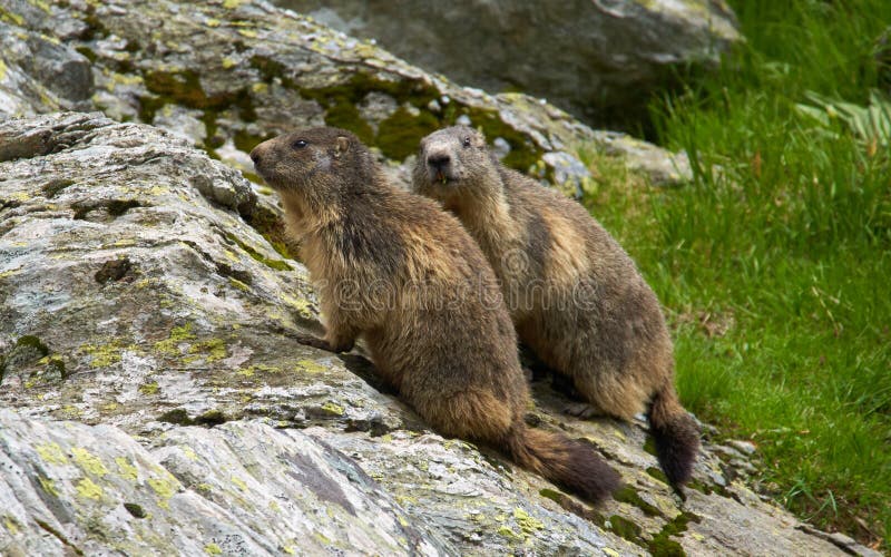 Two marmots on the rocks stock image. Image of close - 192521887
