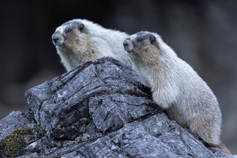 Two Marmots Sitting on a Rock in a Natural Setting Stock Image - Image ...