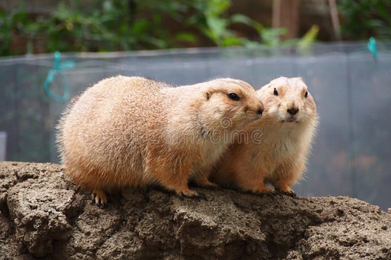 Kissing marmots stock image. Image of friendship, mother - 20621905