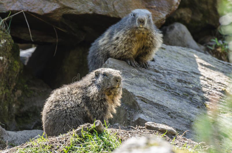 Two marmots stock image. Image of interest, enclosure - 83124961