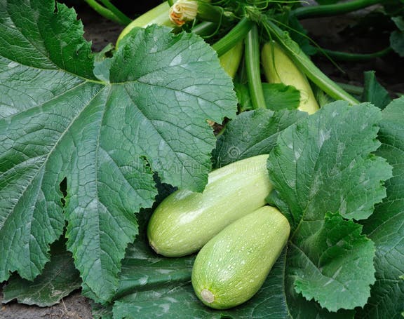 Two marrows stock photo. Image of vegetable, ripe, gourds - 32083632