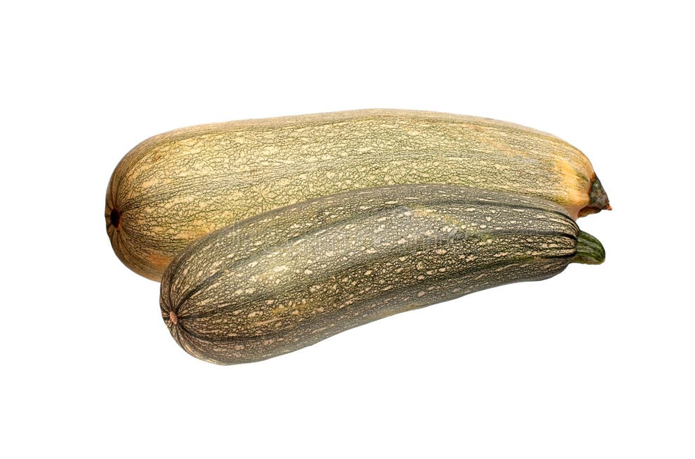 Two marrows stock image. Image of botany, harvest, fresh - 33508941