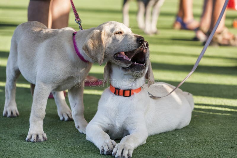 Two Mastiff Puppies Playing Stock Image - Image of pedigree, white ...