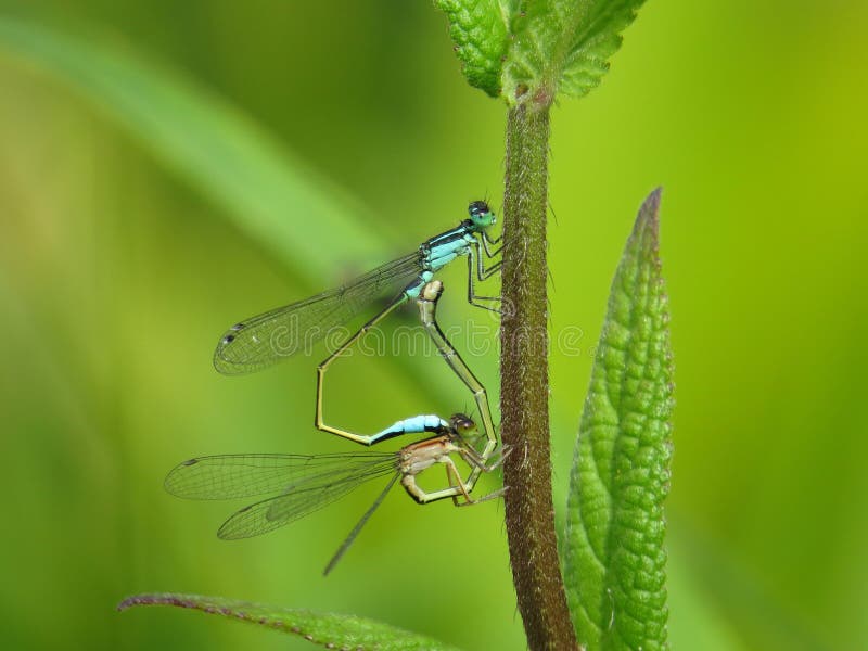 435 Mating Odonata Stock Photos - Free & Royalty-Free Stock Photos from ...