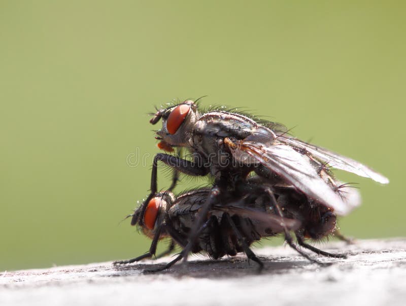 Two mating flies stock image. Image of fauna, close, mating - 9869893