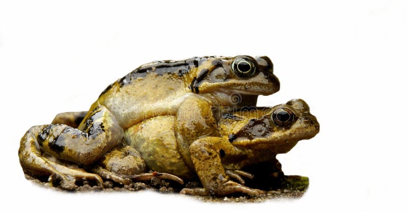 Two mating frogs stock photo. Image of amphibian, reproduction - 17455724