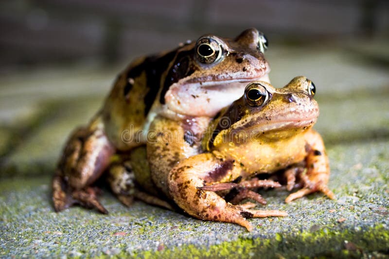 784 Frogs Reproduction Stock Photos - Free & Royalty-Free Stock Photos ...