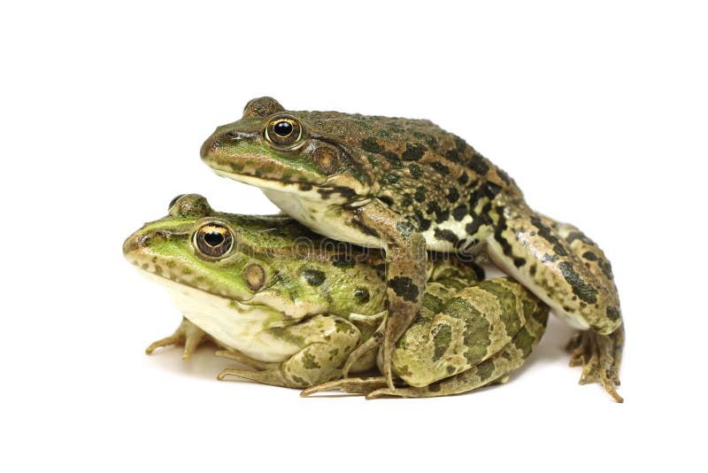 Two Frogs are Sitting Opposite Each Other Stock Image - Image of brown ...