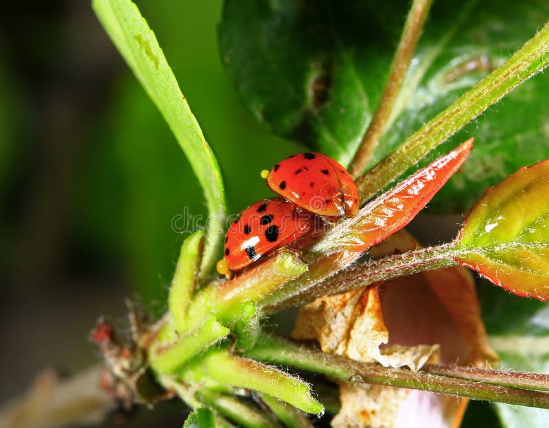 Two mating ladybug stock photo. Image of macro, beetle - 238973442