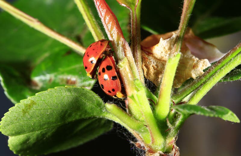 Two mating ladybug stock image. Image of green, closeup - 238974825
