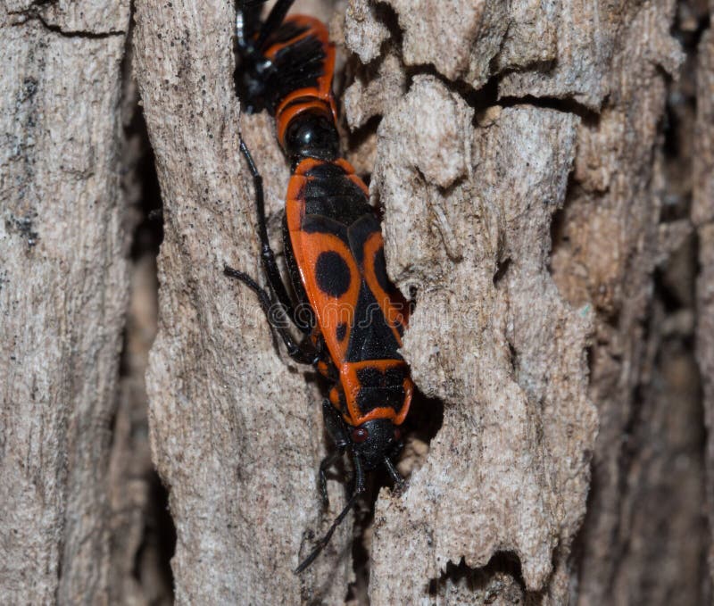 Two firebugs on wood stock photo. Image of black, material - 165191700
