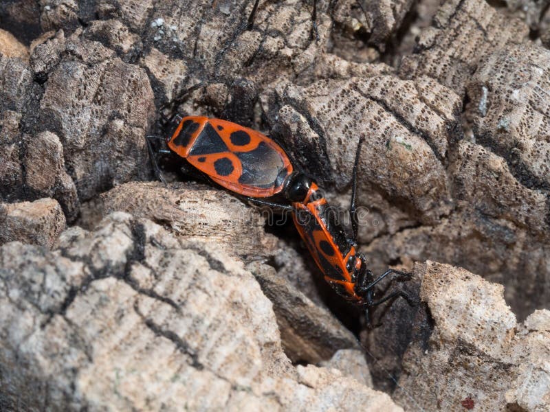 Two firebugs on wood stock photo. Image of closeup, copulation - 165191820