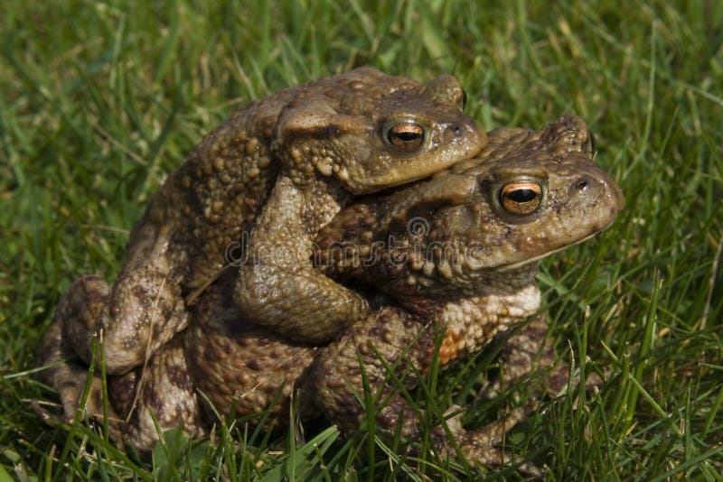 Two mating toads stock photo. Image of procreating, frogs - 4427812