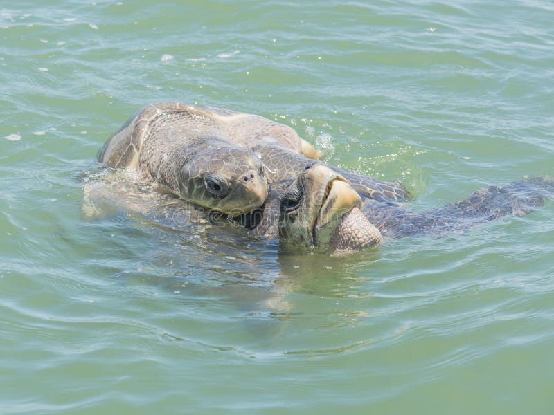 Turtles mating stock image. Image of diving, aquatic - 28411537