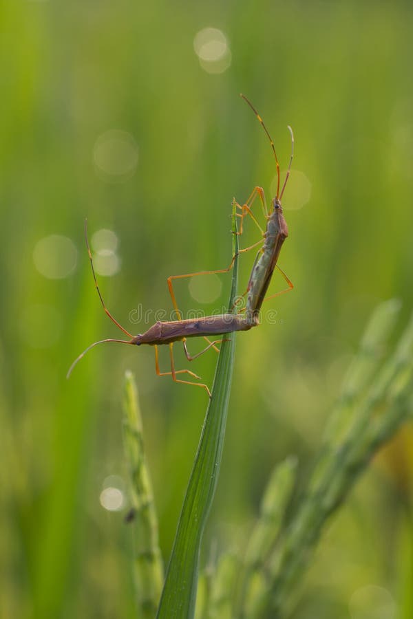 Two Matting Paddy Bug on Rice Grain Stock Image - Image of asia, growth ...
