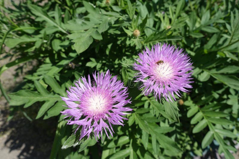 Two Mauve Flowerheads of Centaurea Dealbata Stock Photo - Image of ...