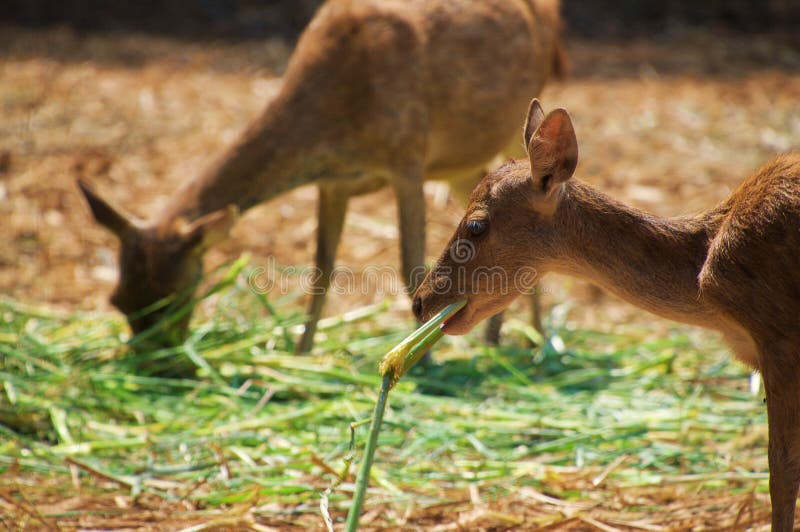 415 Baby Deer Eating Grass Meadow Photos - Free & Royalty-Free Stock ...