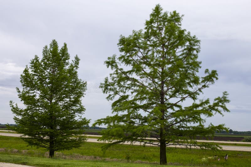 Two Medium Size Trees Off Along the Side of the Interstate Stock Image ...