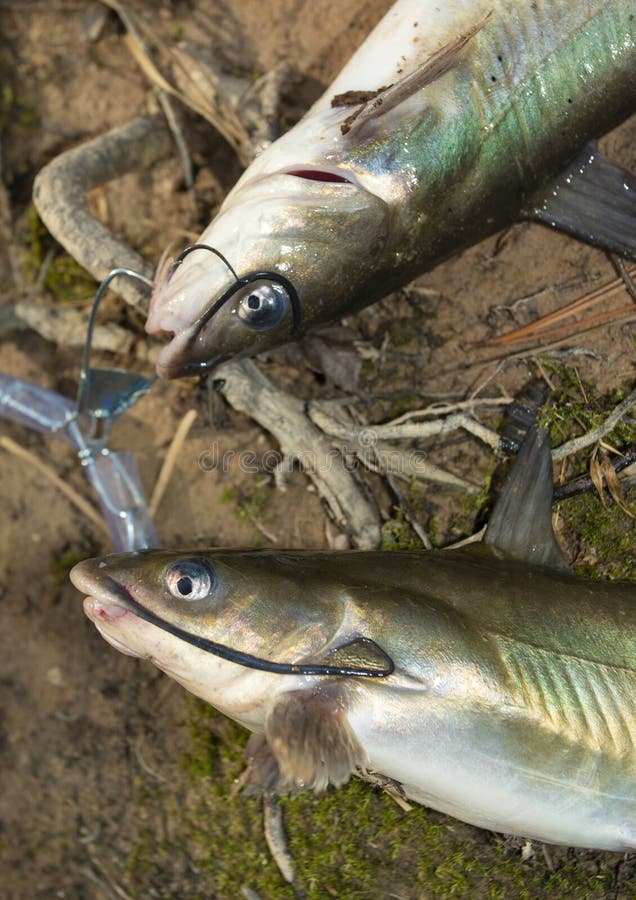 Beige Catfish Stock Photos - Free & Royalty-Free Stock Photos from Dreamstime