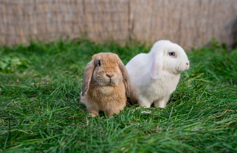 Two Medium-sized Lop-eared White and Red Rabbit Ram Sit on Green Grass ...