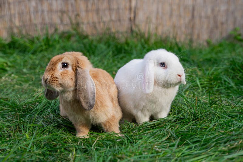 Two Medium-sized Lop-eared White and Red Rabbit Ram Sit on Green Grass ...