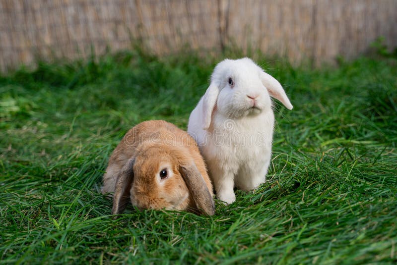 Two Medium-sized Lop-eared White and Red Rabbit Ram Sit on Green Grass ...