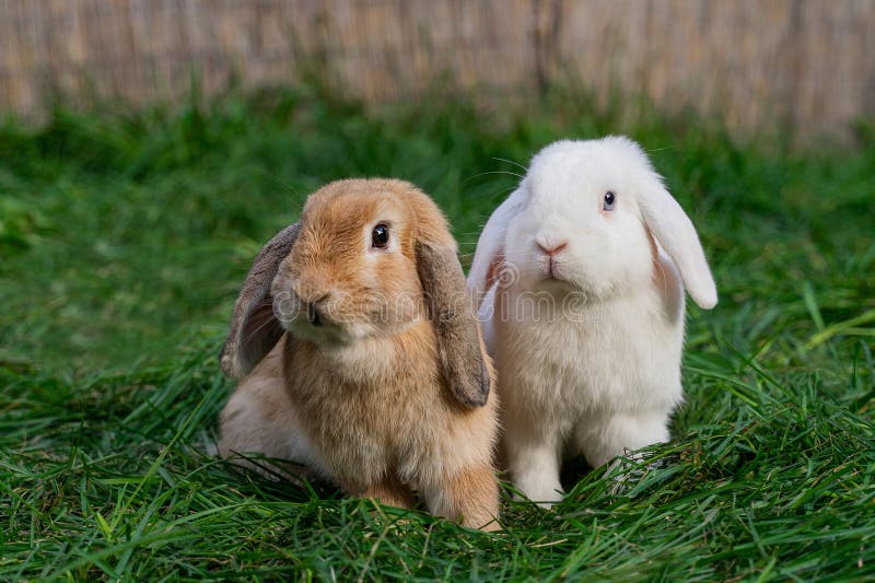 Two Medium-sized Lop-eared White and Red Rabbit Ram Sit on Green Grass ...