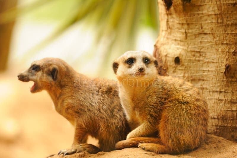 Two Meercats Sitting Near the Tree Stock Photo - Image of africa ...