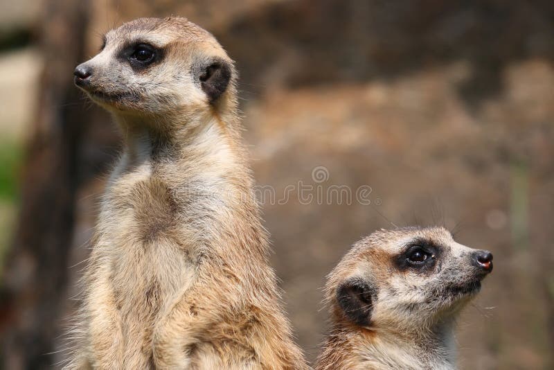Two Meerkats Back to Back stock photo. Image of cheeky - 12593850