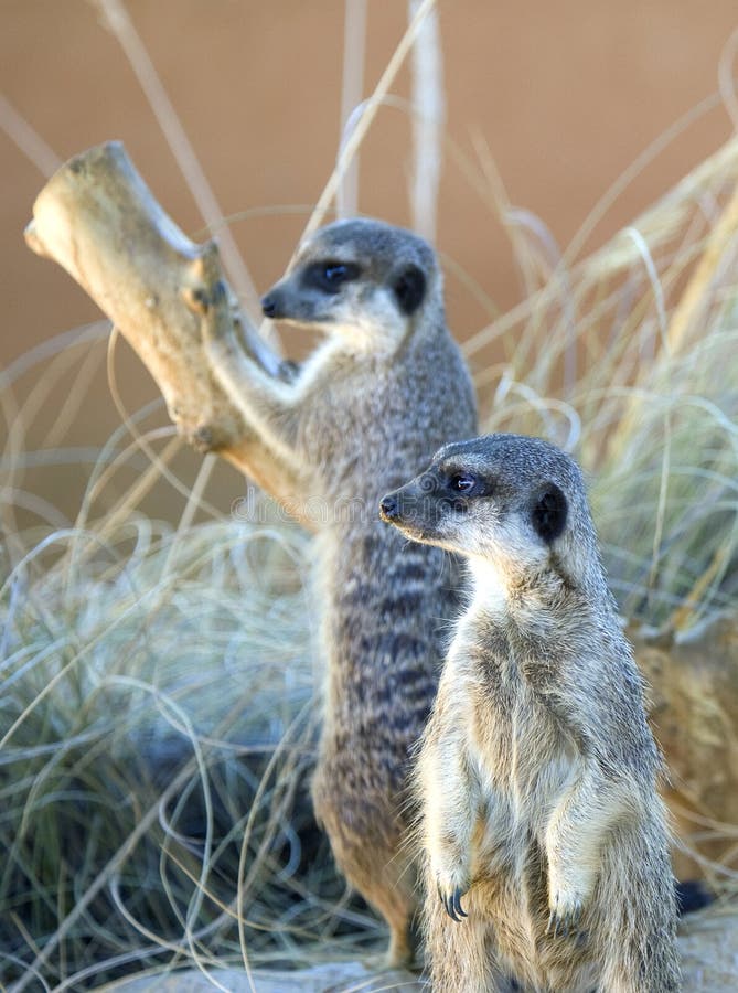 Two Meerkats stock image. Image of critter, duty, space - 16853005