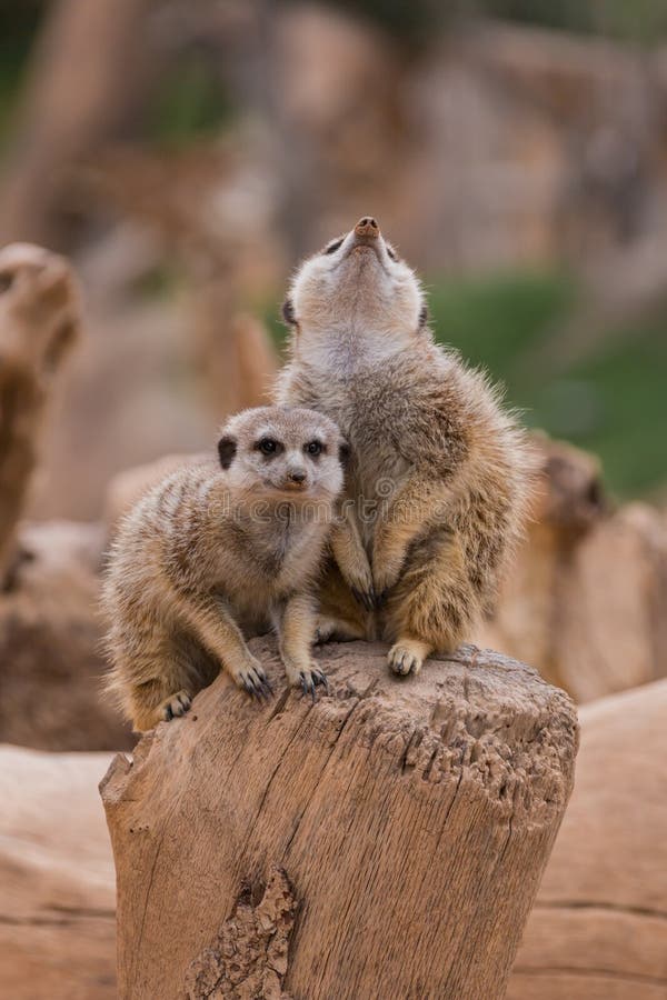 Two meerkats stock photo. Image of nature, wood, looking - 38444108