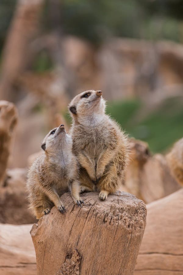 New home for mice stock photo. Image of rats, pest, battered - 5305864