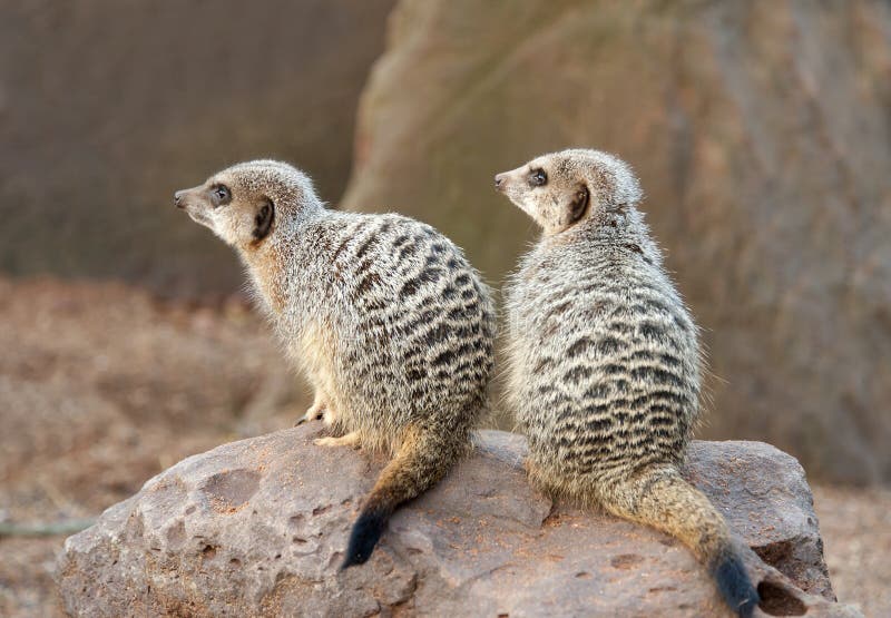Two Meerkats on Guard duty stock photo. Image of meerkat - 22731358