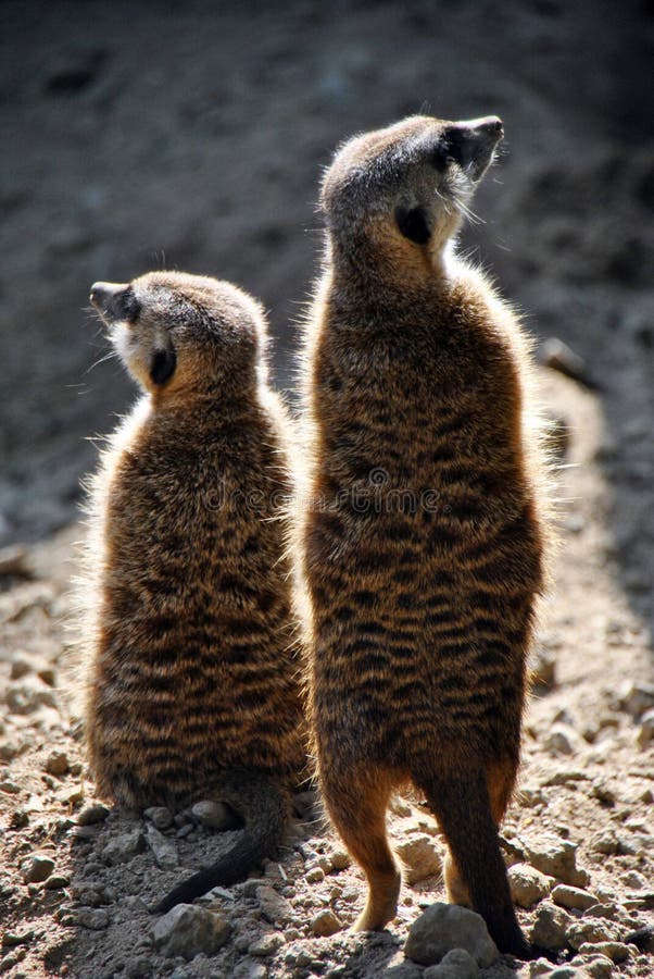 Meerkats looking down stock image. Image of africa, cave - 22869881