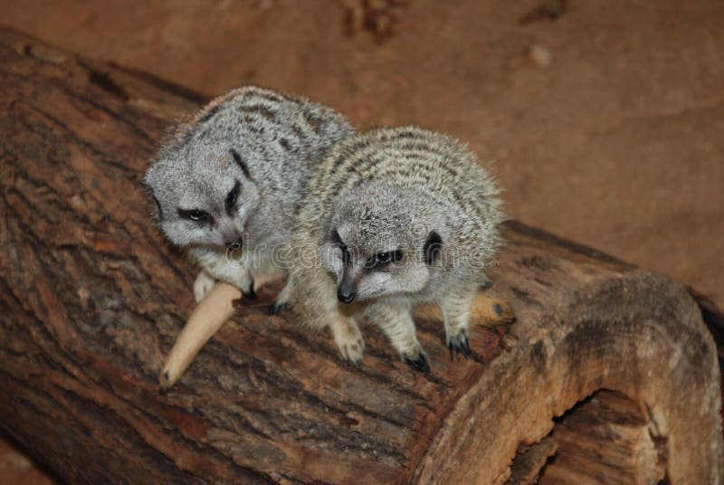 Two meerkats in Love stock photo. Image of furry, togetherness - 10737752