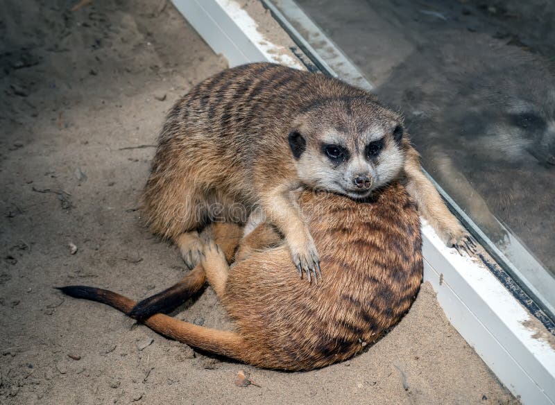 Sleeping Meerkats Stock Photos - Free & Royalty-Free Stock Photos from ...
