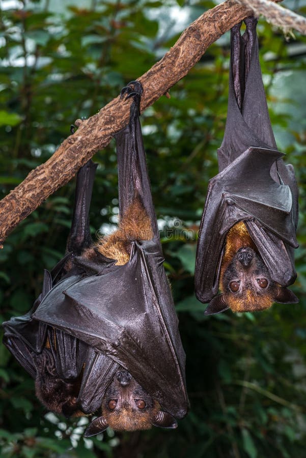Two Mega or Fruit Bats stock image. Image of animal - 214349105