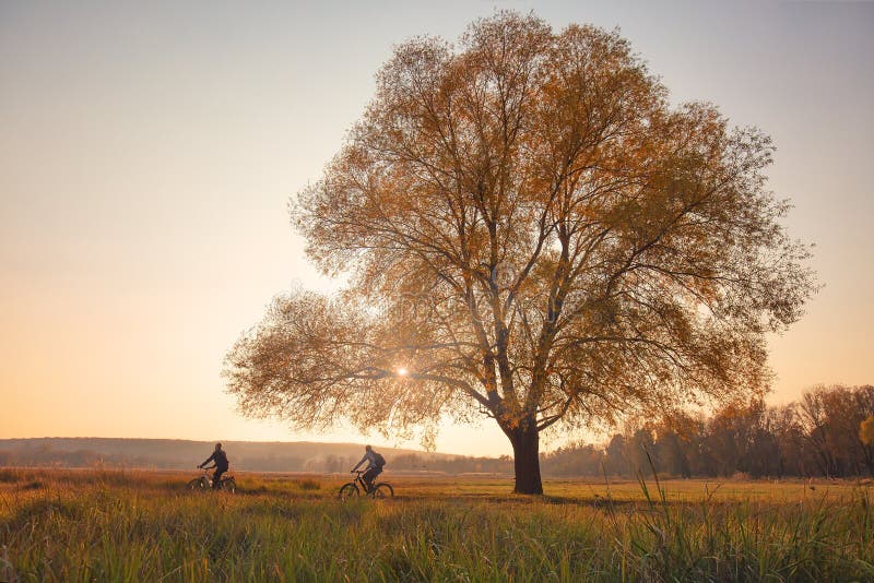 Two Men on Bicycles Cycling Past Big Tree at Sunset Editorial Image ...