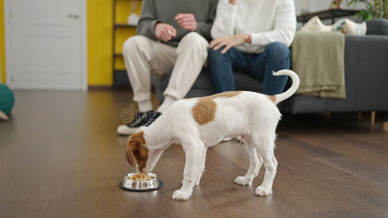 Two Men Couple Looking Dog To Eat at Home Stock Photo - Image of ...
