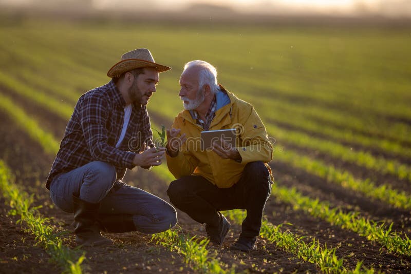 Two Men Crouching in Corn Field Showing Plant Pointing Stock Image ...