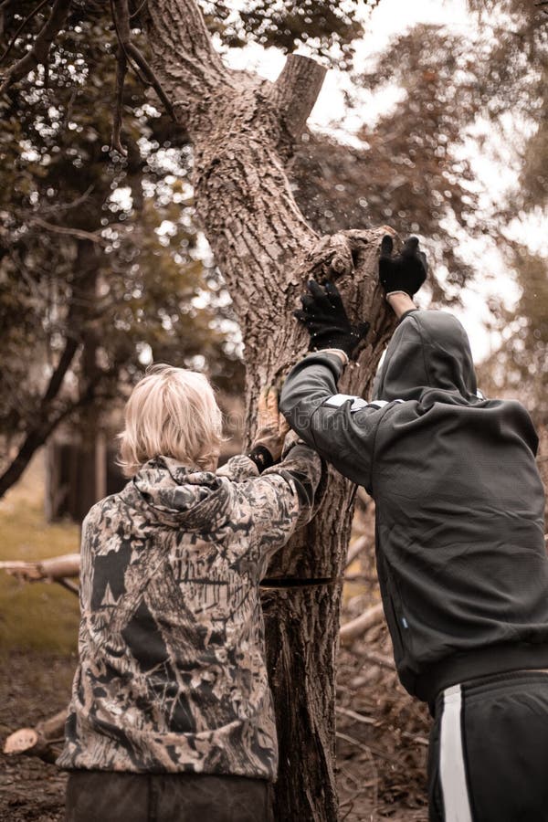Two Men are Cutting Down a Tree. Clearing the Area from Old Trees Stock ...
