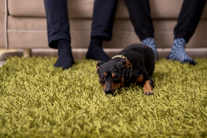 Two men with dog at home stock photo. Image of parent - 212530770