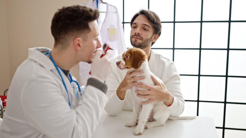 Two Men Examining Eyes of Dog at Veterinary Clinic Stock Photo - Image ...