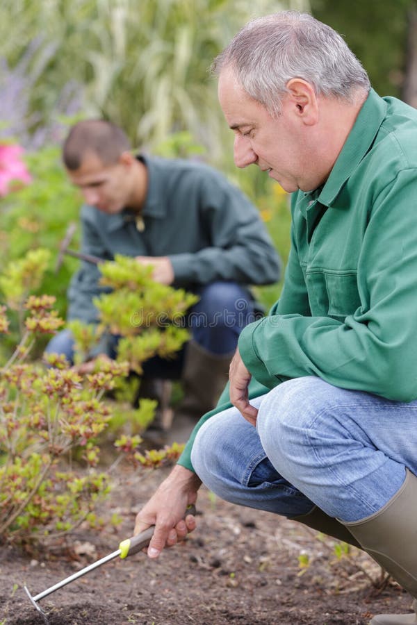 Two Men Gardener Landscaping Together Stock Image - Image of ruralscene ...