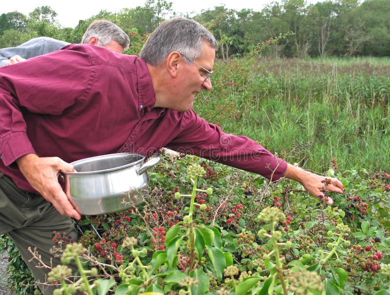 Two Men Picking Blackberries Stock Image - Image of outside, fruits ...